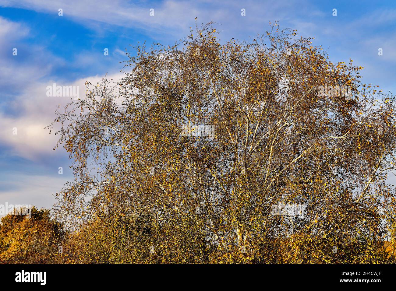 Birch crown hi-res stock photography and images - Alamy