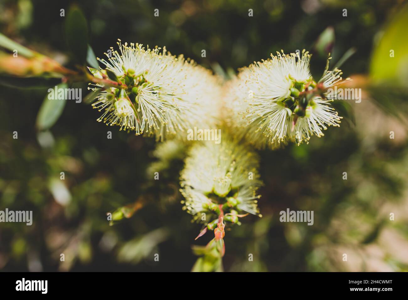 native Australian yellow callistemon plant outdoor in beautiful ...