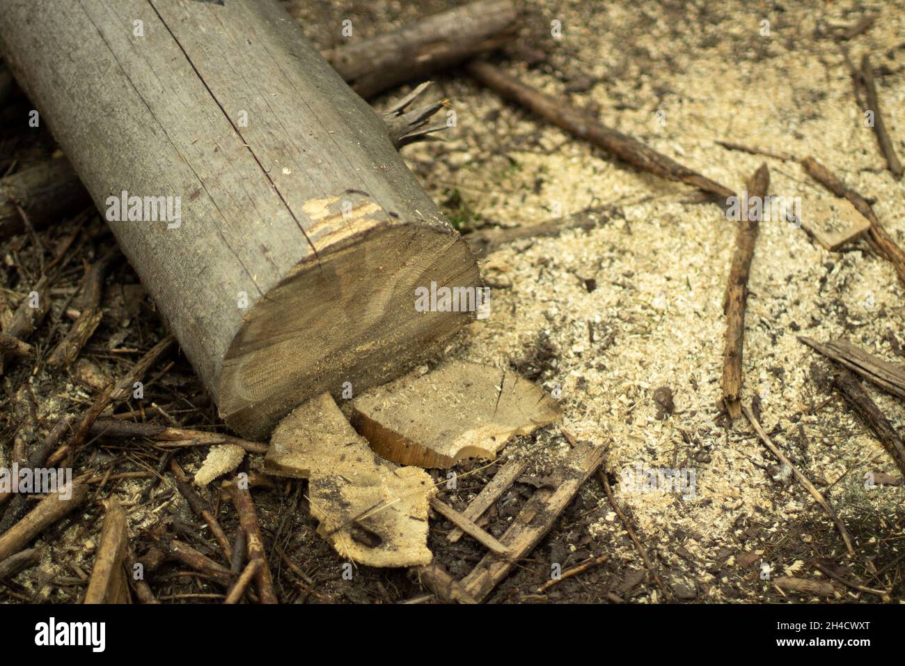 A sawn log. A tree in the forest. Dry log Stock Photo - Alamy