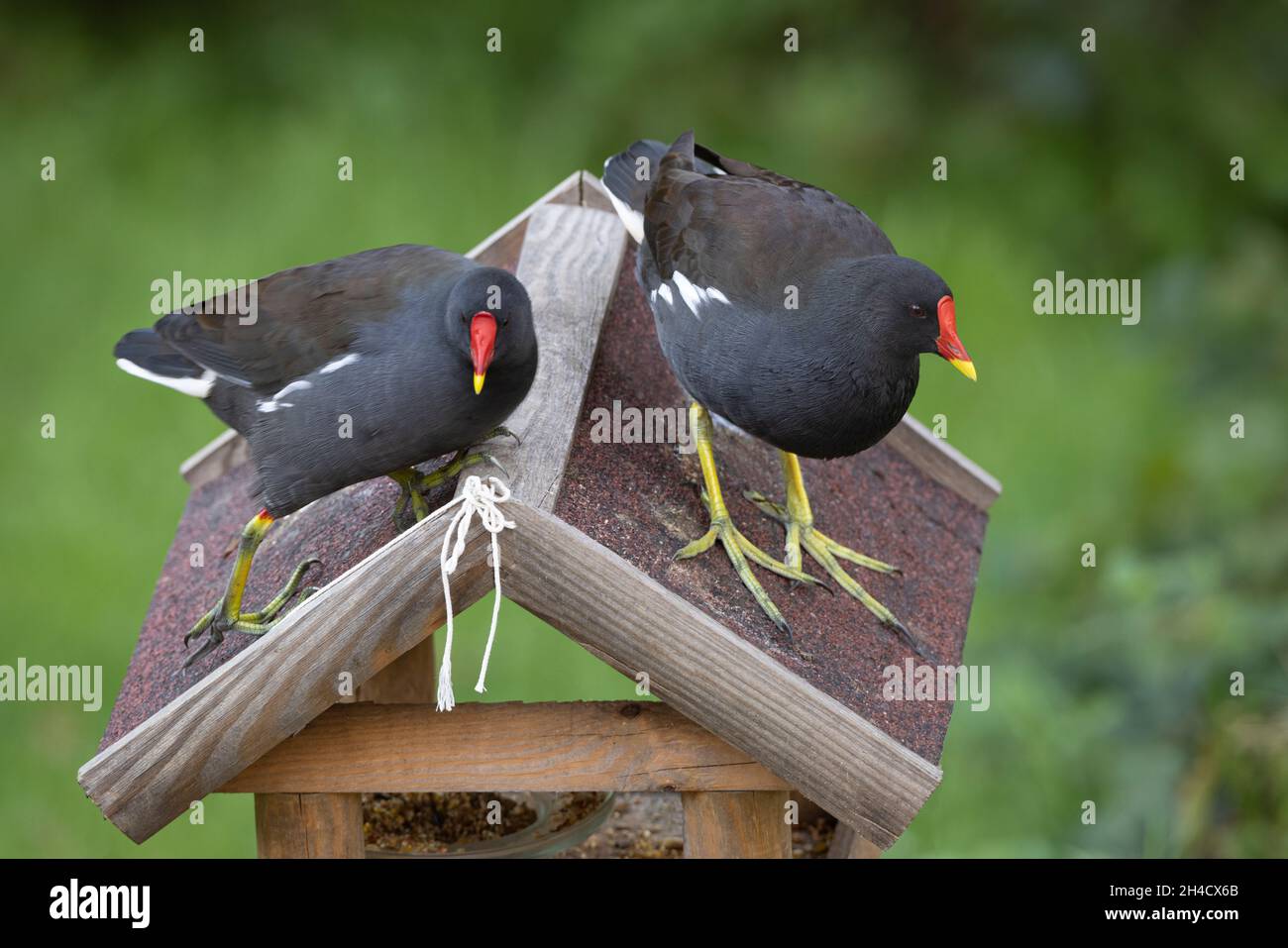An adult couple of Common Moorhen, Waterhen or Swamp Chicken (Gallinula ...