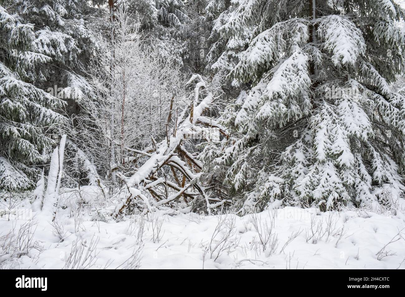 Fallen old tree snag in a snowy forest Stock Photo - Alamy