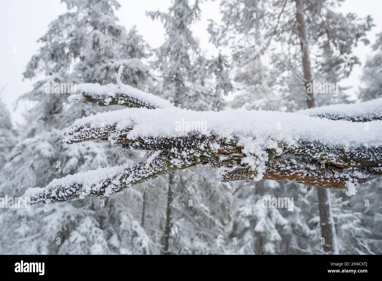 Frozen tree branch in the forest Stock Photo - Alamy