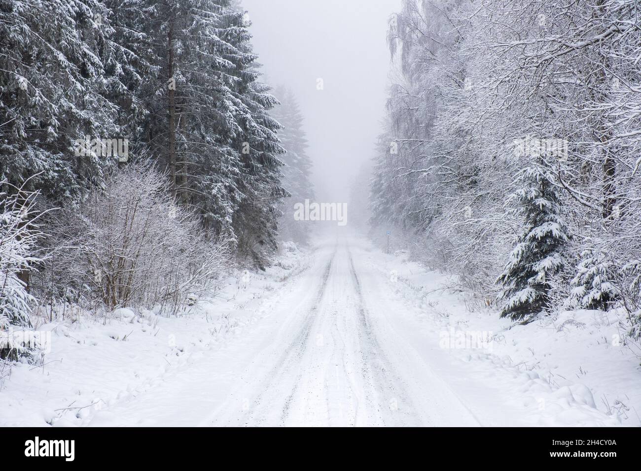 Long straight empty road in a forest at winter Stock Photo - Alamy