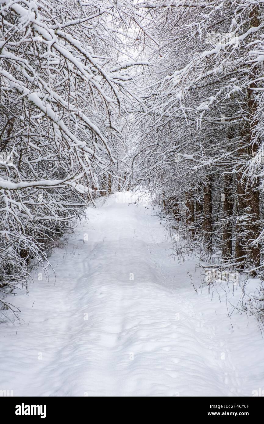 Forest with snowy Larch trees over a footpath Stock Photo - Alamy
