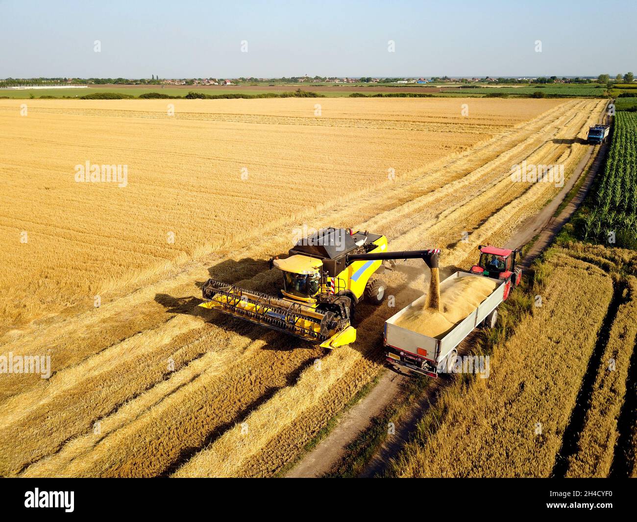 Harvester loading trailer with wheat. Aerial shot of farmers working on ...