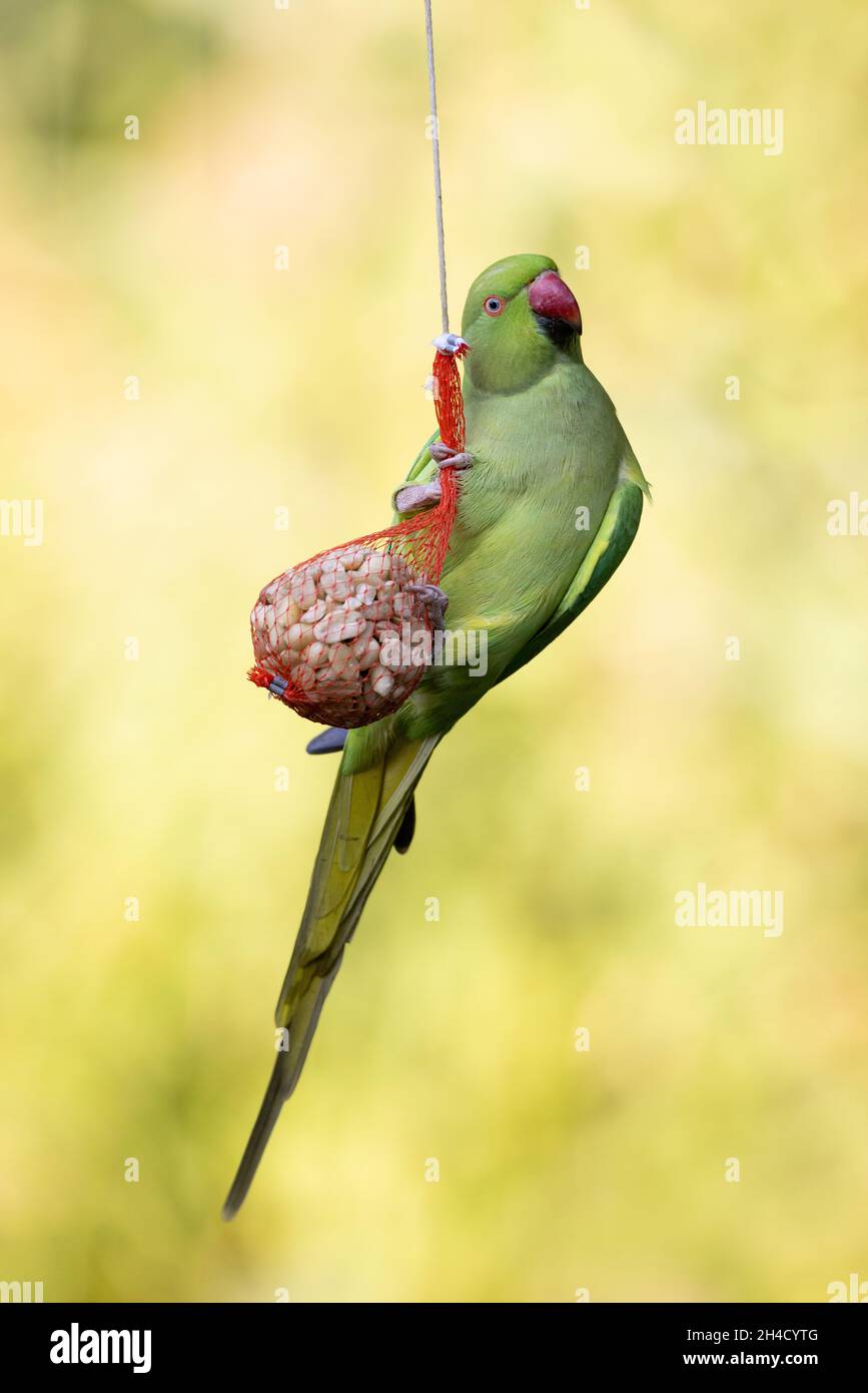 An adult female Rose-ringed parakeet or Ring-necked parakeet ...