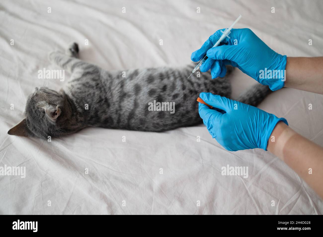 Veterinarian giving an injection to a kitten, vaccination and ...