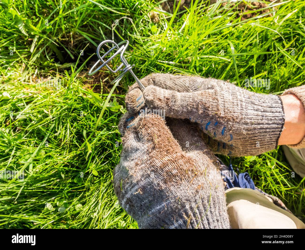 Gardener sets up a mole trap on the lawn in mole hole. Step 2 by step ...