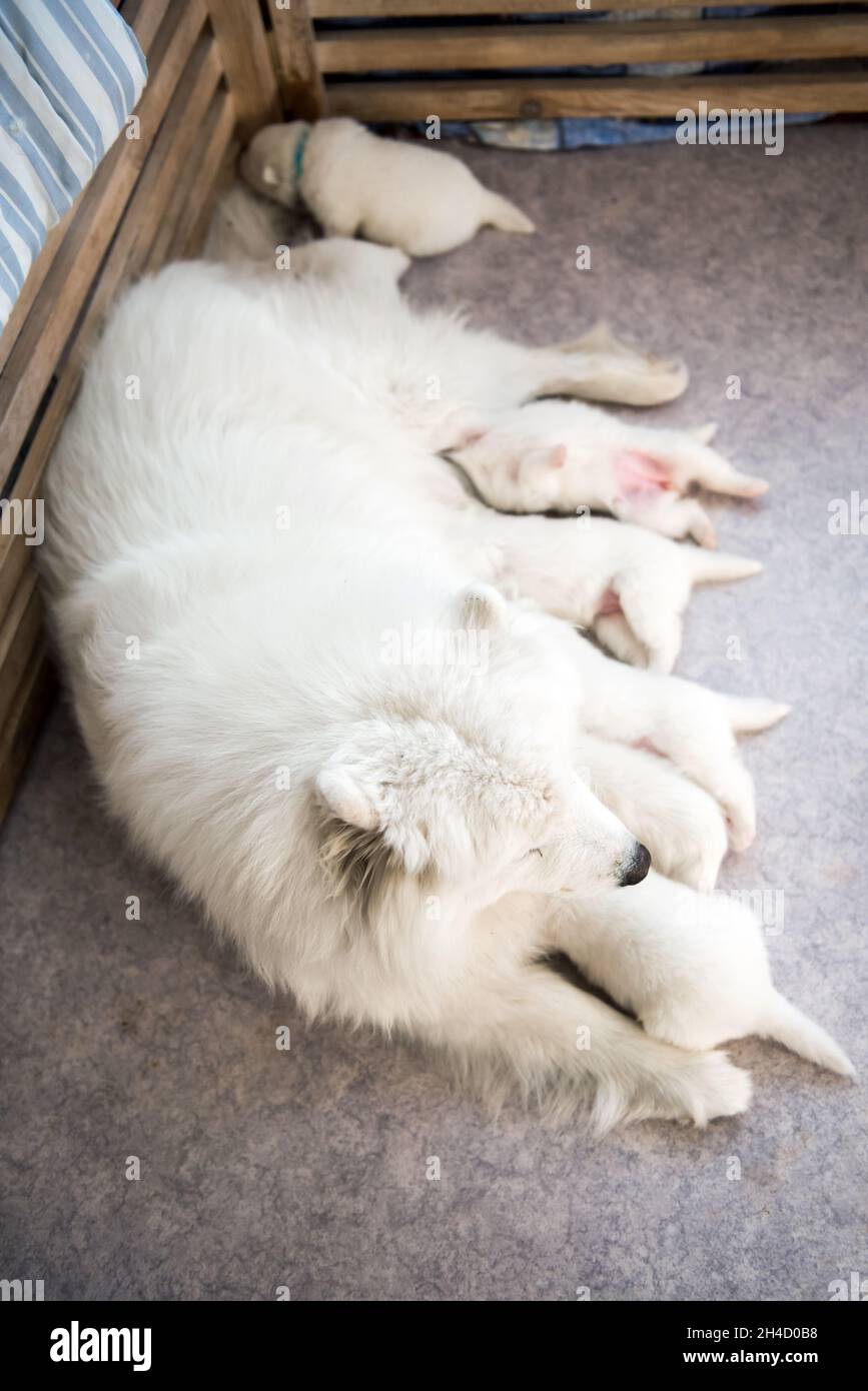 Newborn puppies feeding hi-res stock photography and images - Alamy