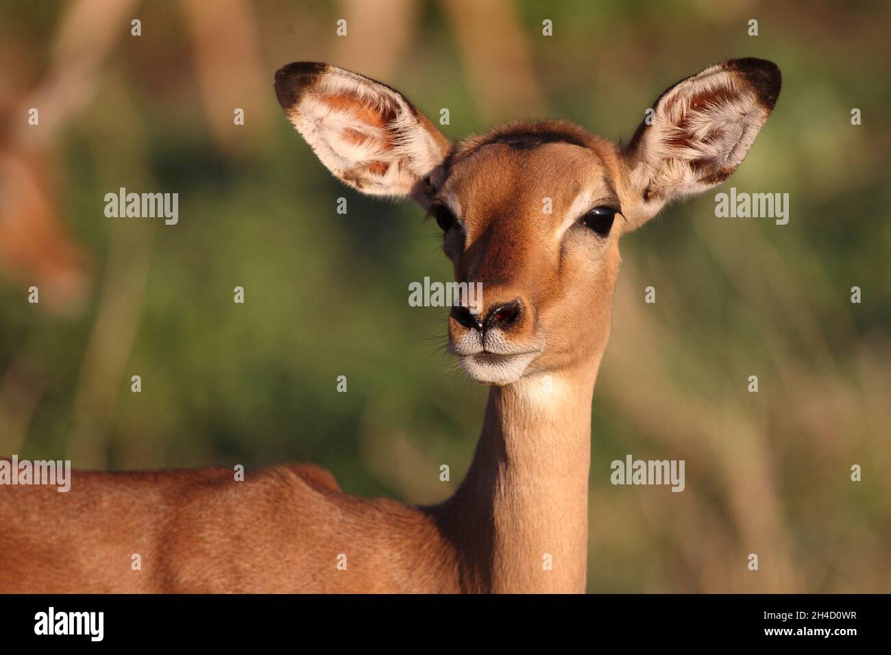 Schwarzfersenantilope / Impala / Aepyceros melampus Stock Photo - Alamy