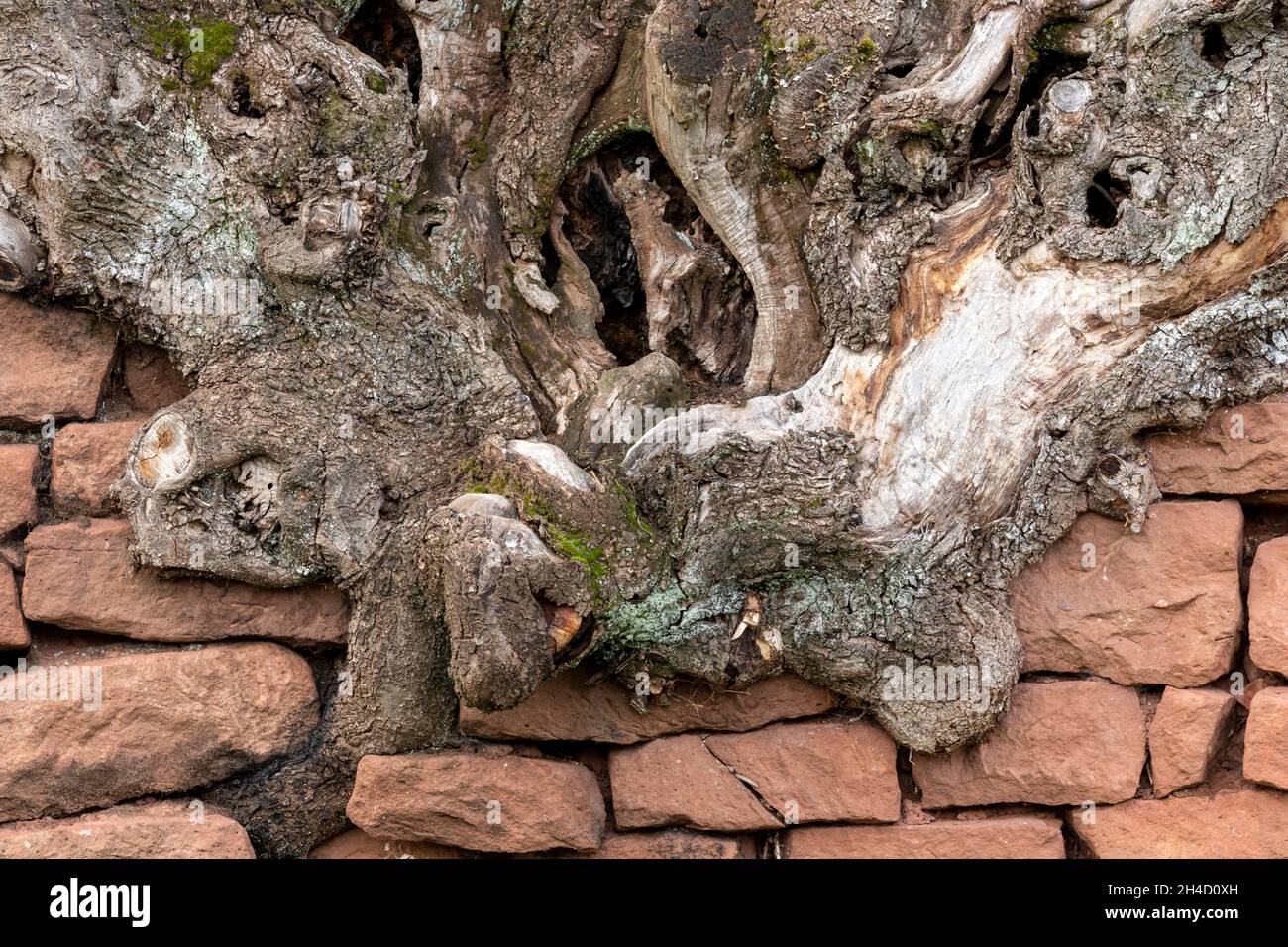 Old tree root grows over a wall of stacked red sandstones with copy ...