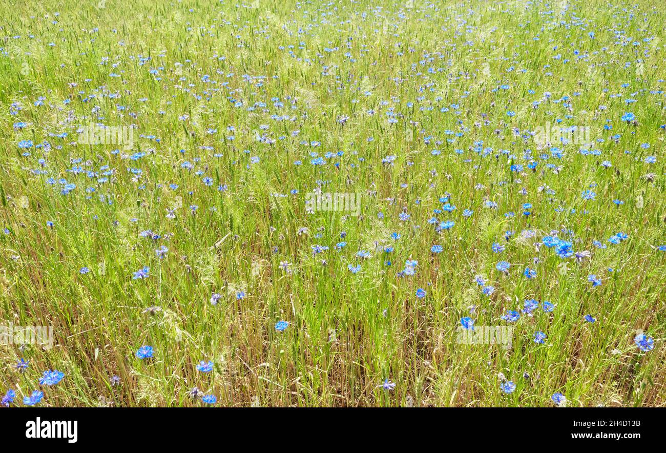 Crop field with wild blue cornflowers, natural background, selective ...