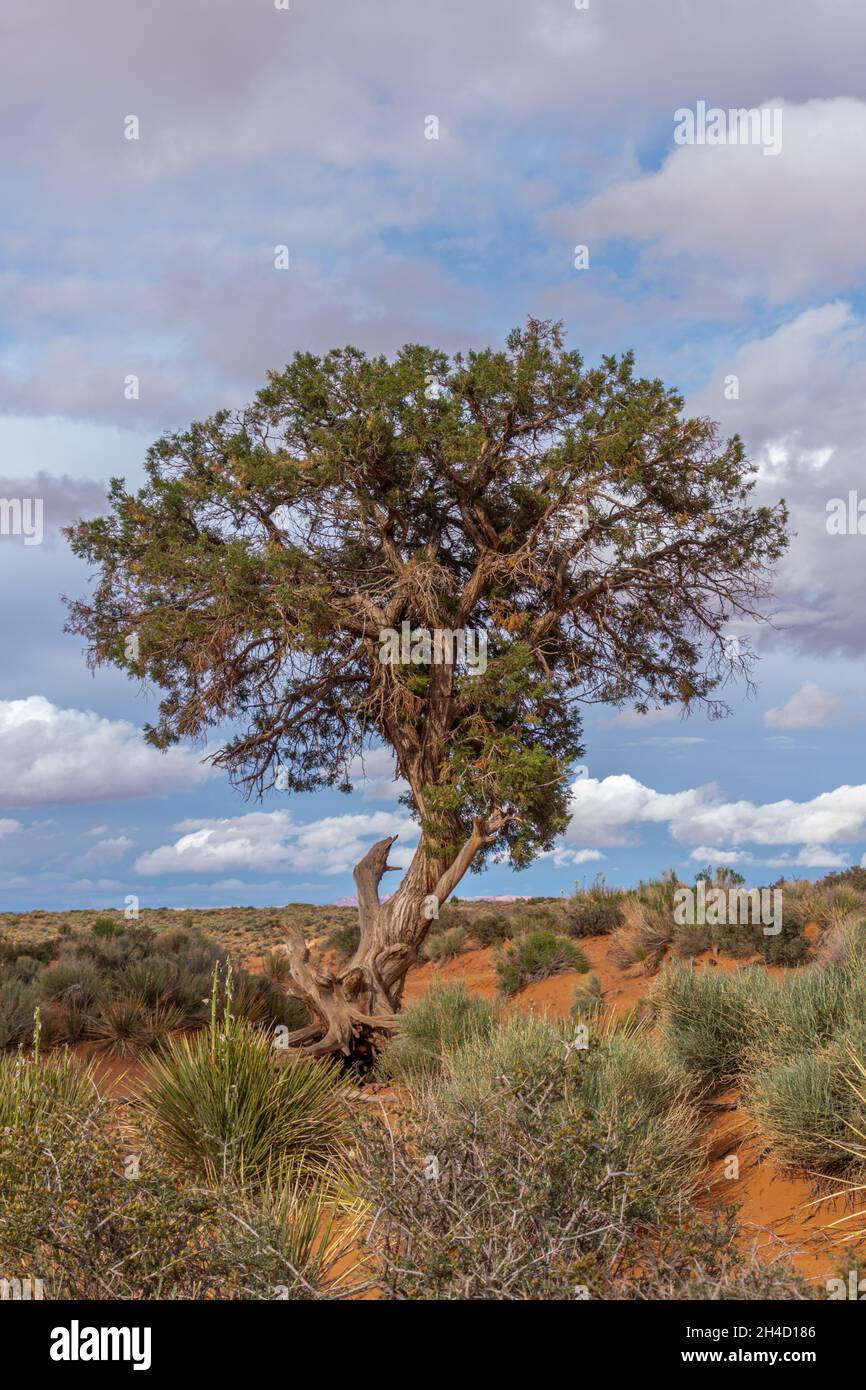 A lonely green tree in desert landscape Stock Photo - Alamy