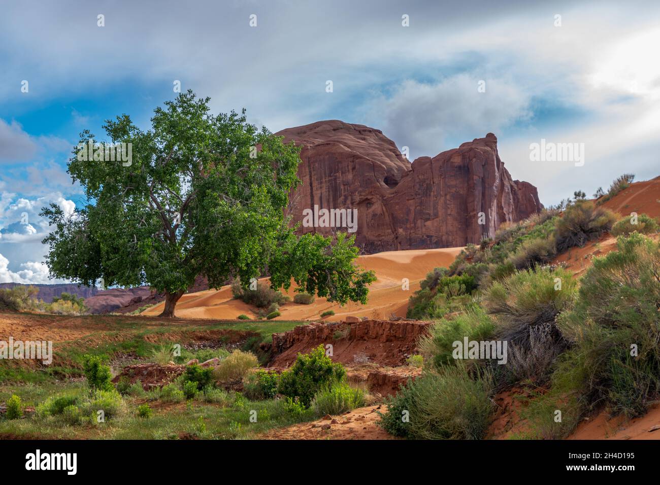Desert oasis with lush green tree in Monument Valley Utah Stock Photo ...