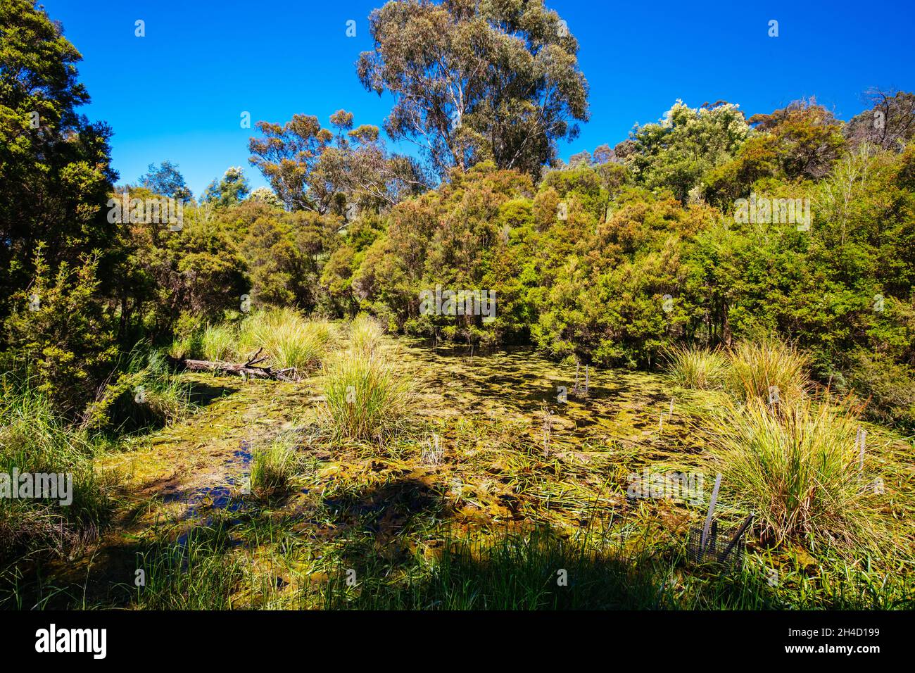 Mount Lofty Circuit Walk in Melbourne Australia Stock Photo - Alamy