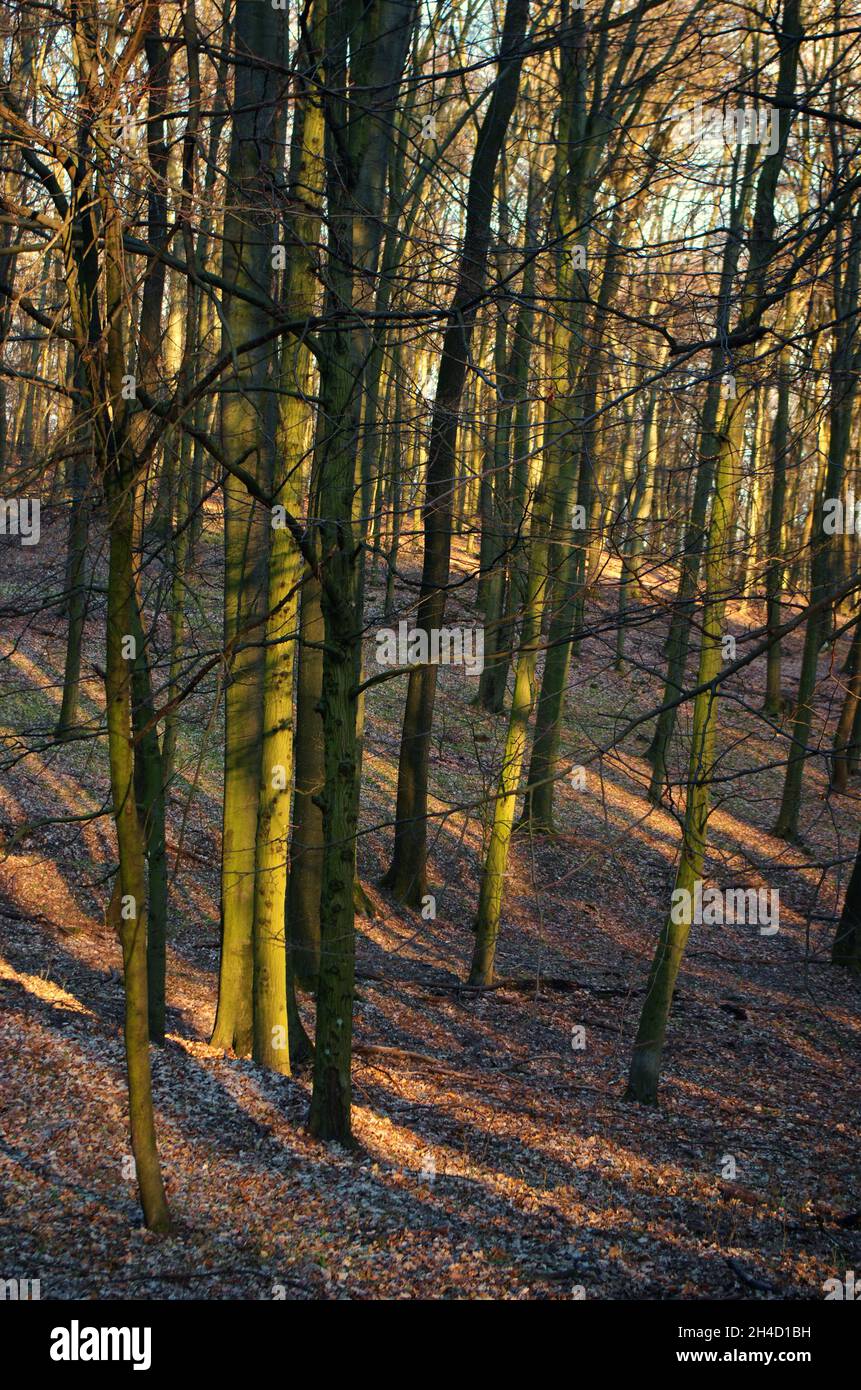 Autumn Forrest, woods tree and sunlight. Autumn forest nature. Colorful ...