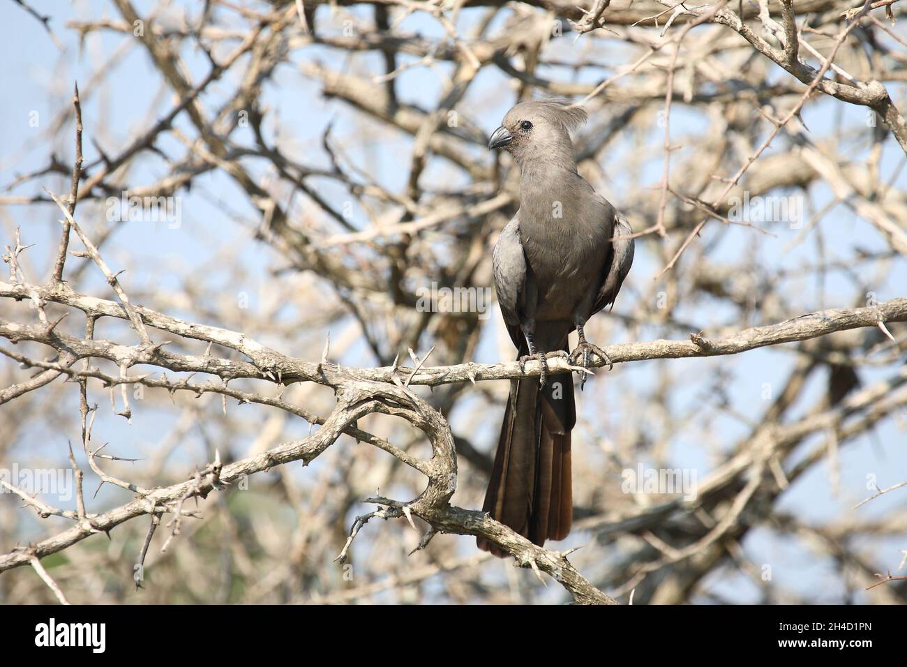 Go away vogel corythaixoides concolor hi-res stock photography and ...