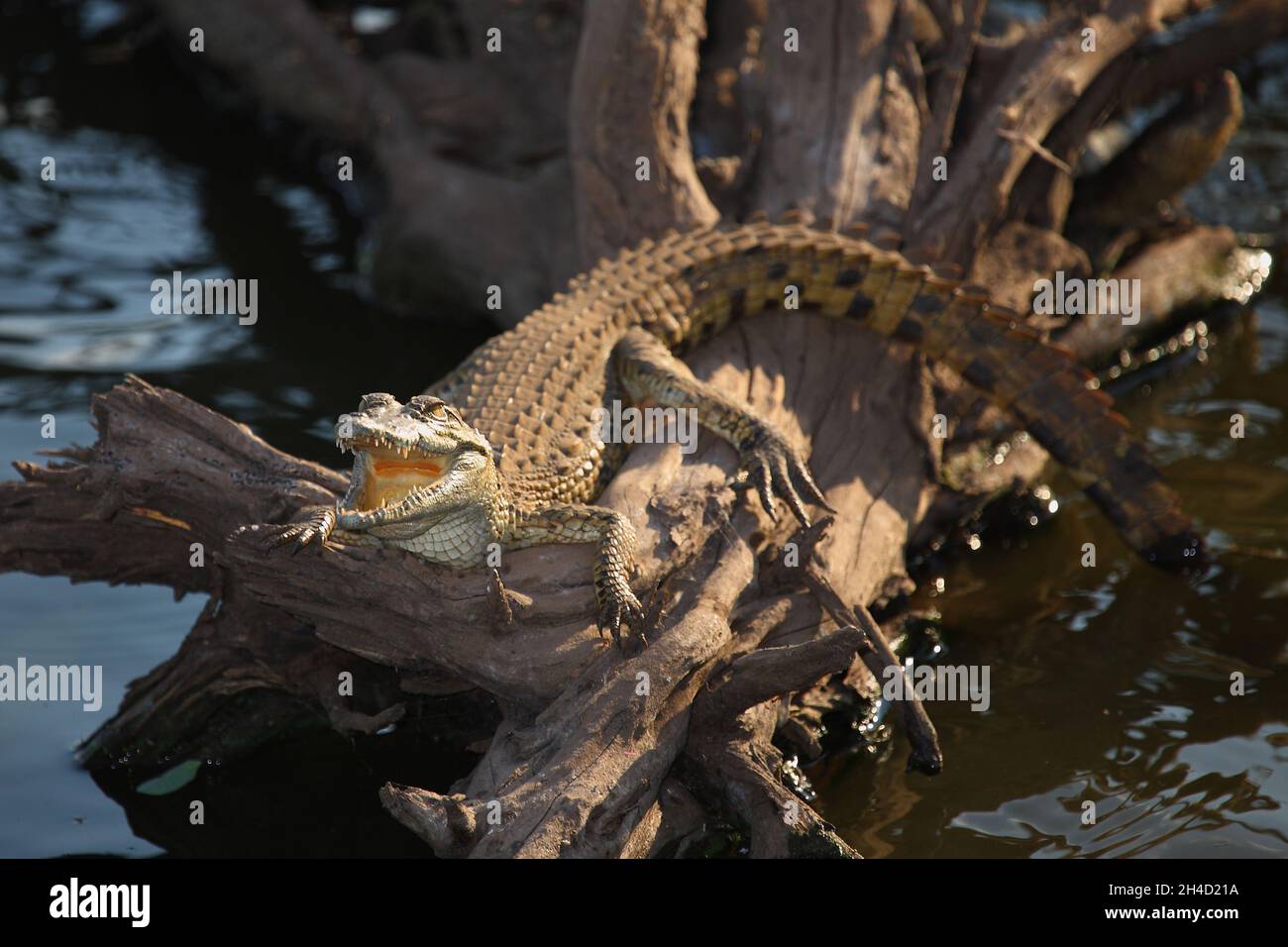 Nilkrokodil / Nile crocodile / Crocodylus niloticus Stock Photo - Alamy