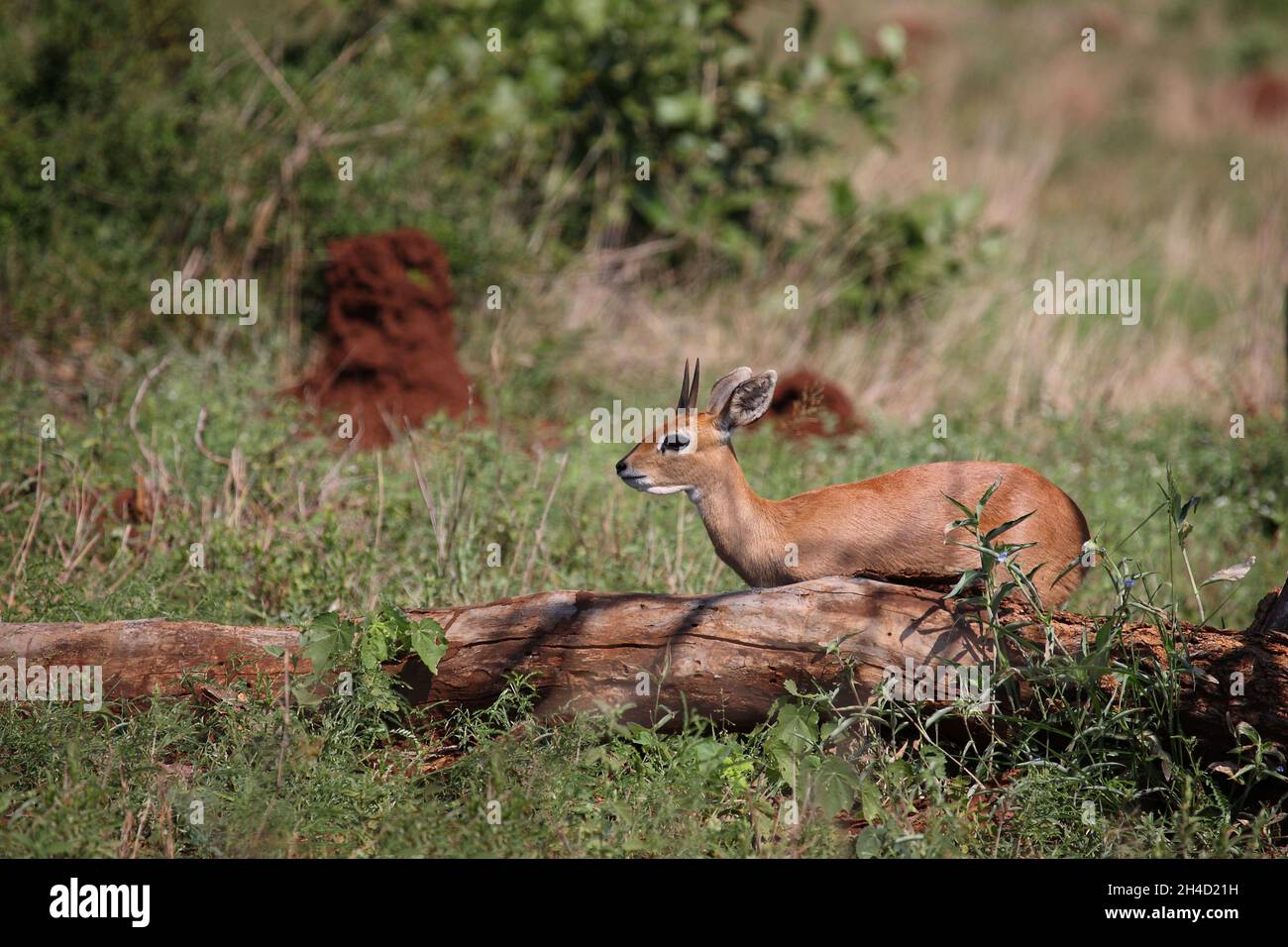 Afrikanischer Steinbock / Steenbok / Raphicerus campestris Stock Photo ...