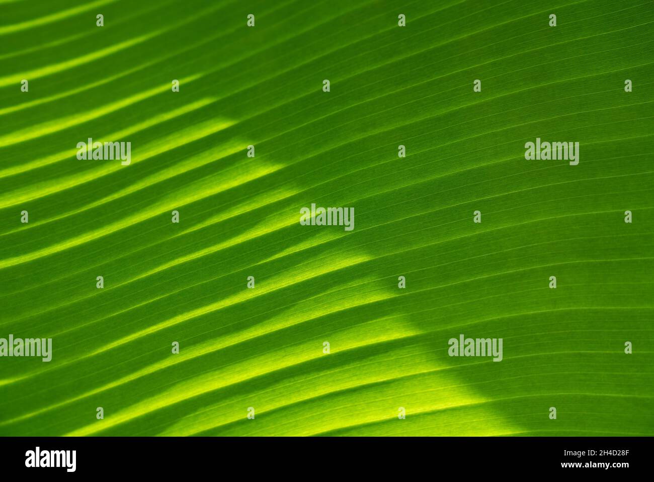 Background of exotic leaves. Texture of green banana leave, diagonal ...