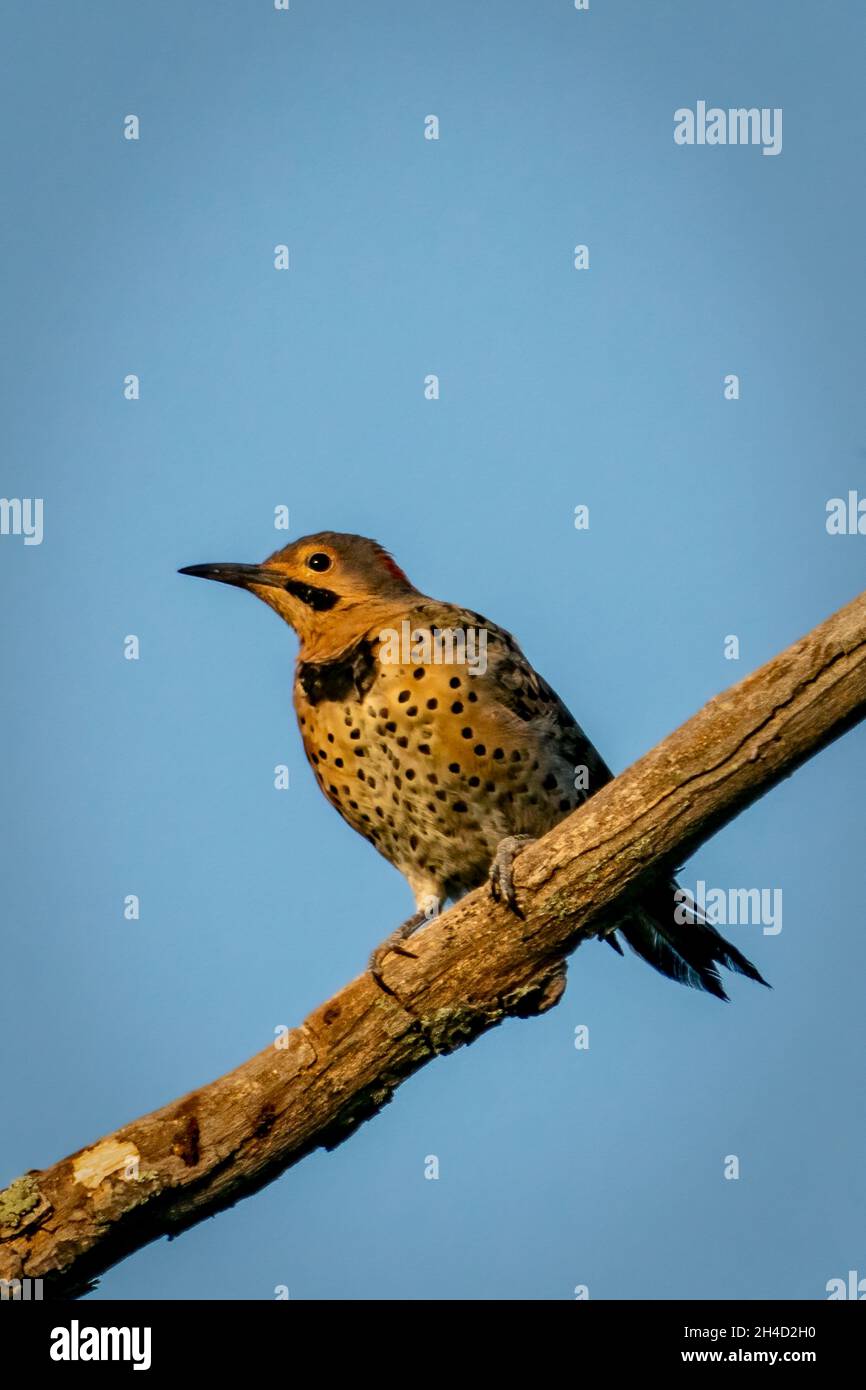I photographed this male Northern Flicker at a nature preserve near my ...
