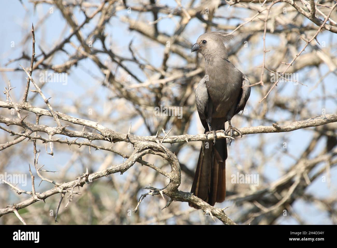 Graulärmvogel / Grey lourie or Grey go-away-bird / Corythaixoides ...