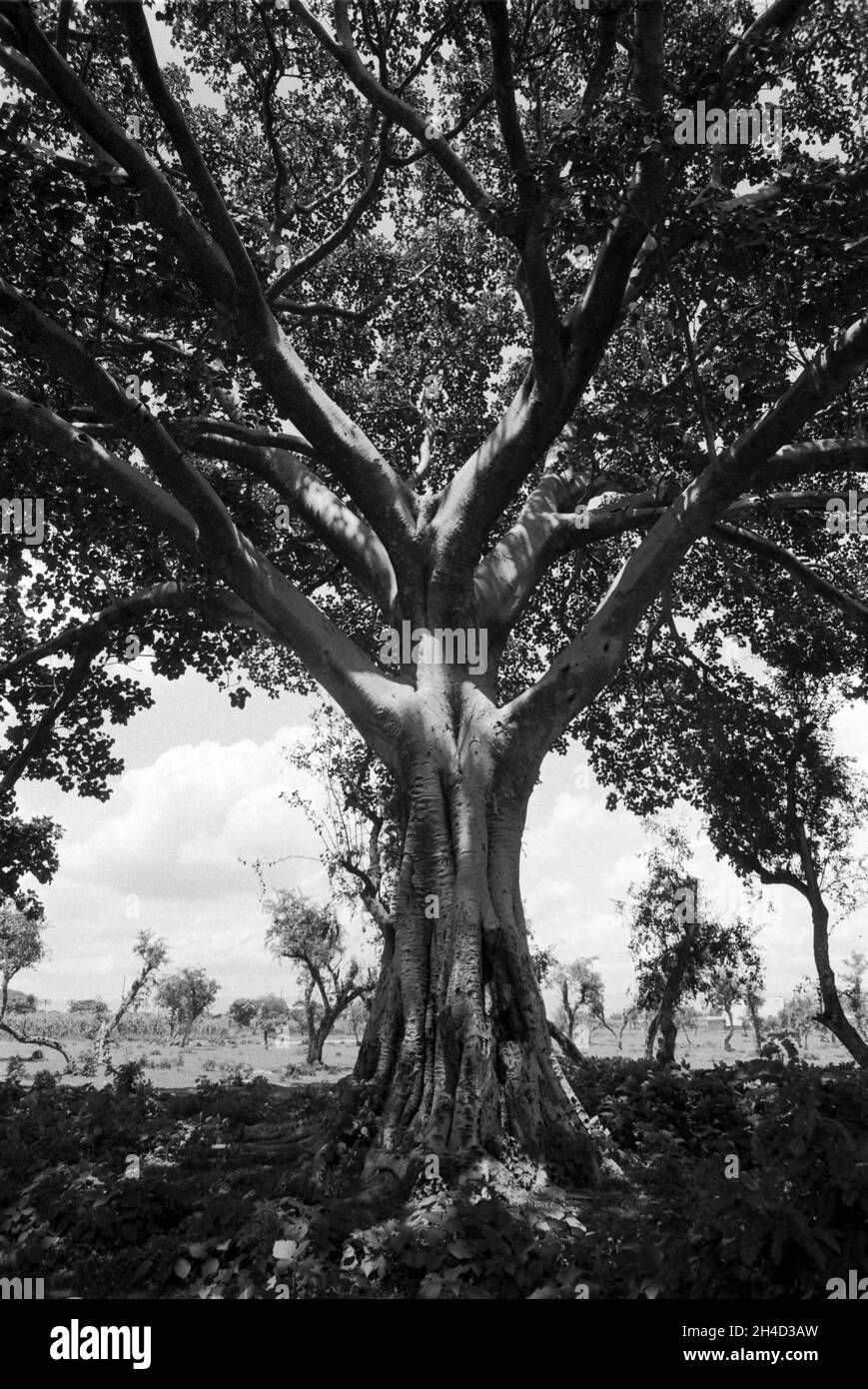 Africa, Ethiopia, 1976. A large tree gives shade from the hot sun Stock ...