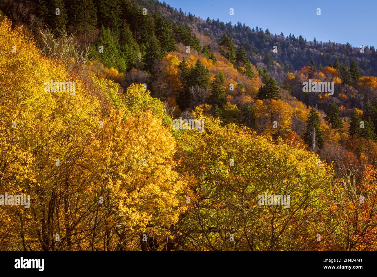 North georgia fall color hi-res stock photography and images - Alamy