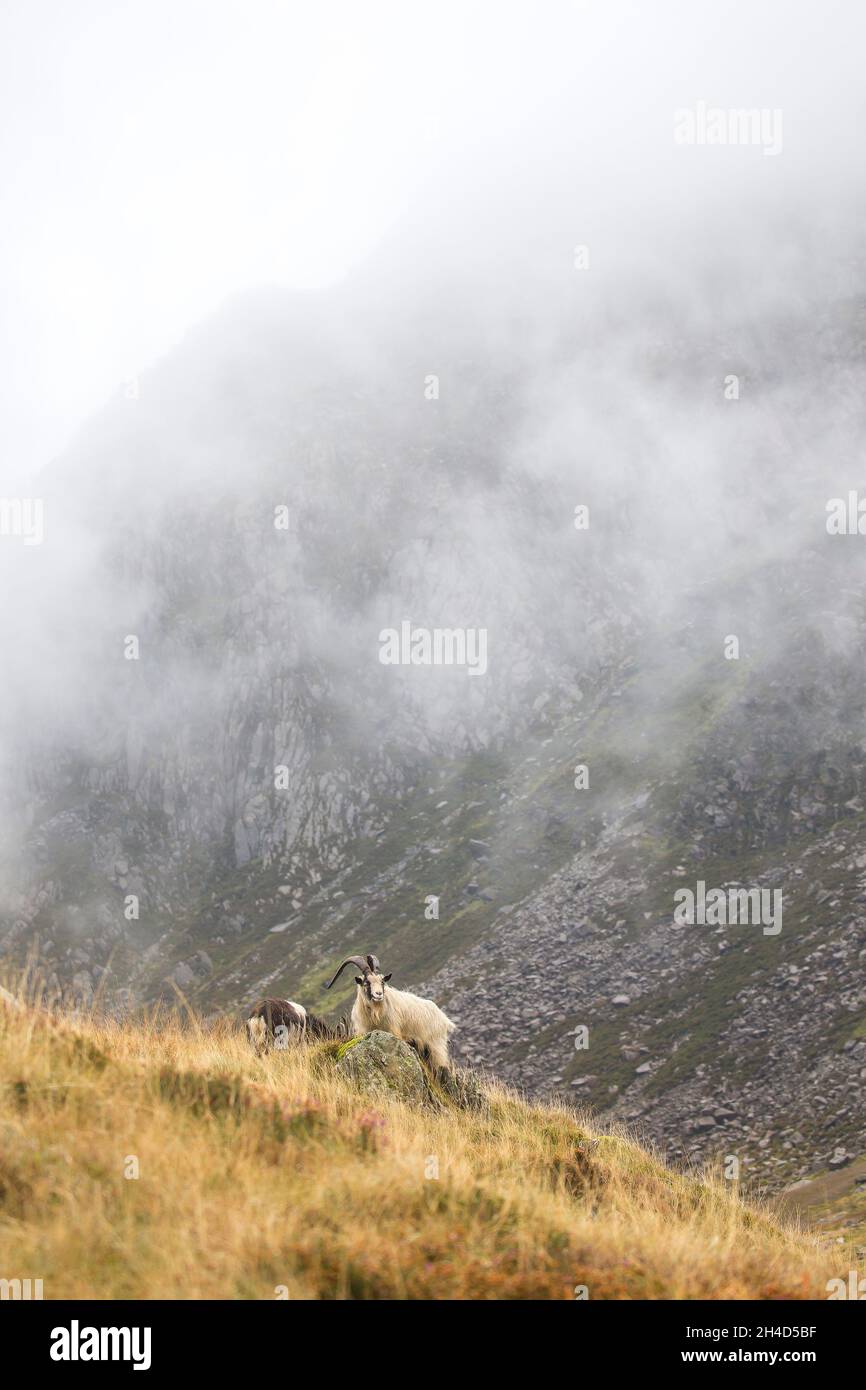 Wild, Welsh mountain goats, with long horns, roaming wild on the misty ...