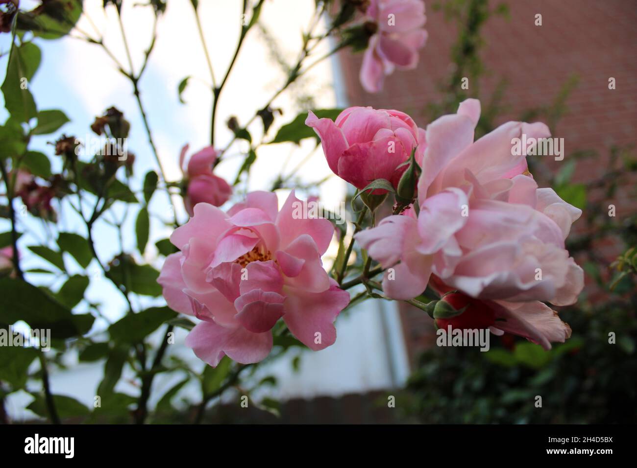 Pink rose photography hi-res stock photography and images - Alamy