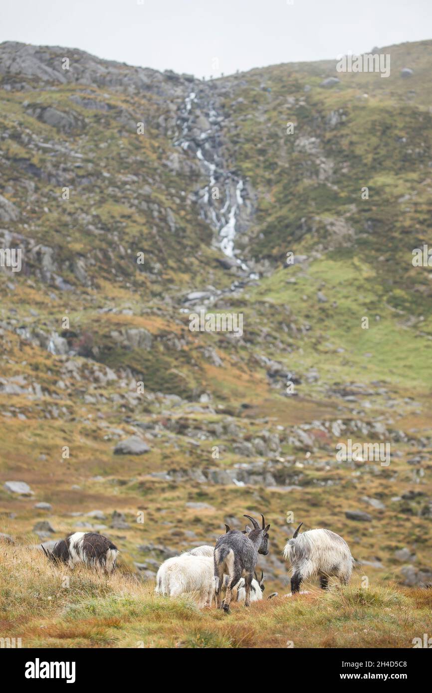 Wild, long-horned Welsh mountain goats roaming & grazing at the base of ...