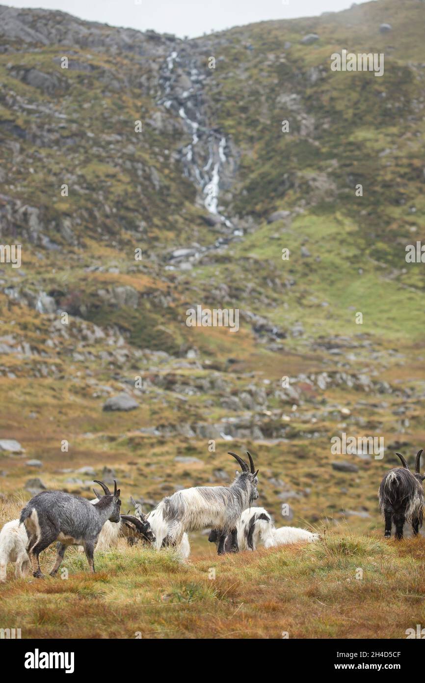 Wild, long-horned Welsh mountain goats roaming & grazing at the base of ...