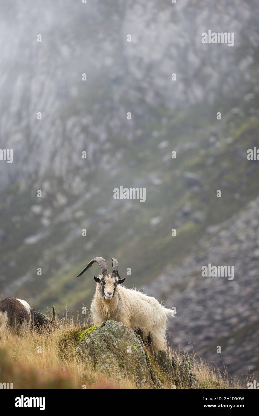 Wild, Welsh mountain goat, with long horns, standing on mountain rocks ...