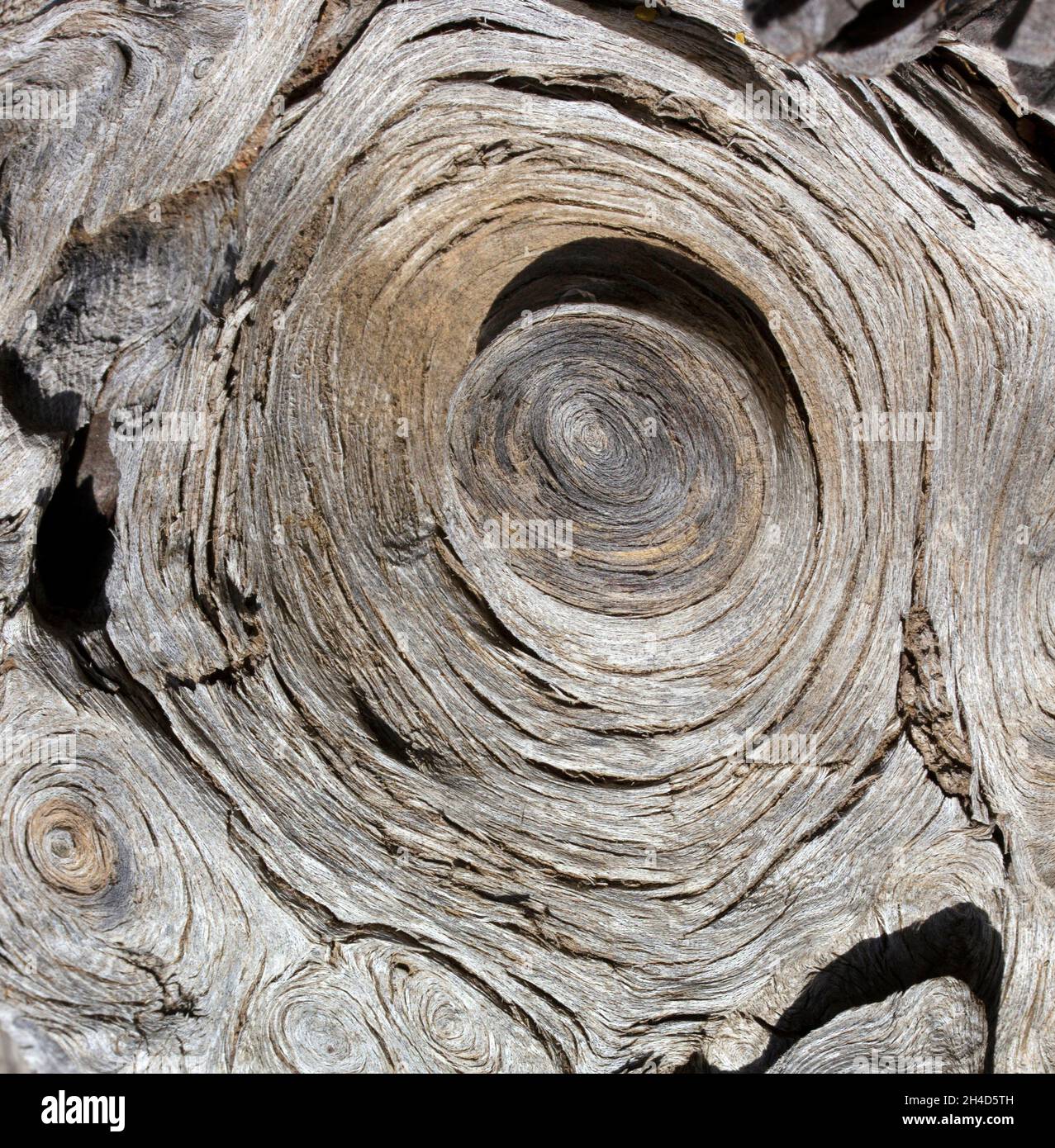 Tree wood texture bakcground abstract Stock Photo - Alamy