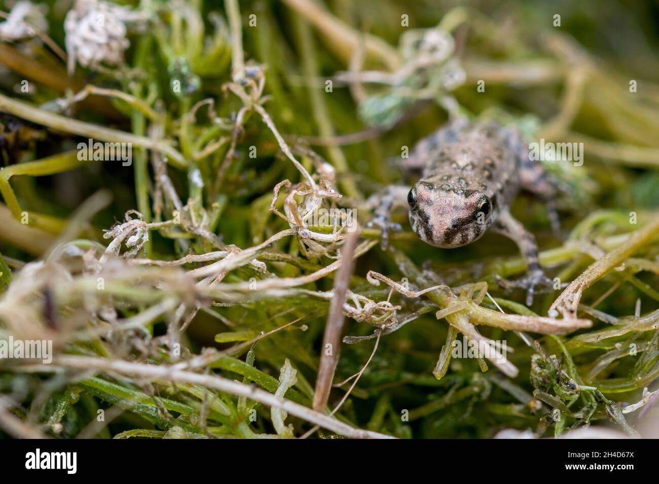 A tiny baby frog or froglet, Painted Frog, Discoglossus pictus, resting ...