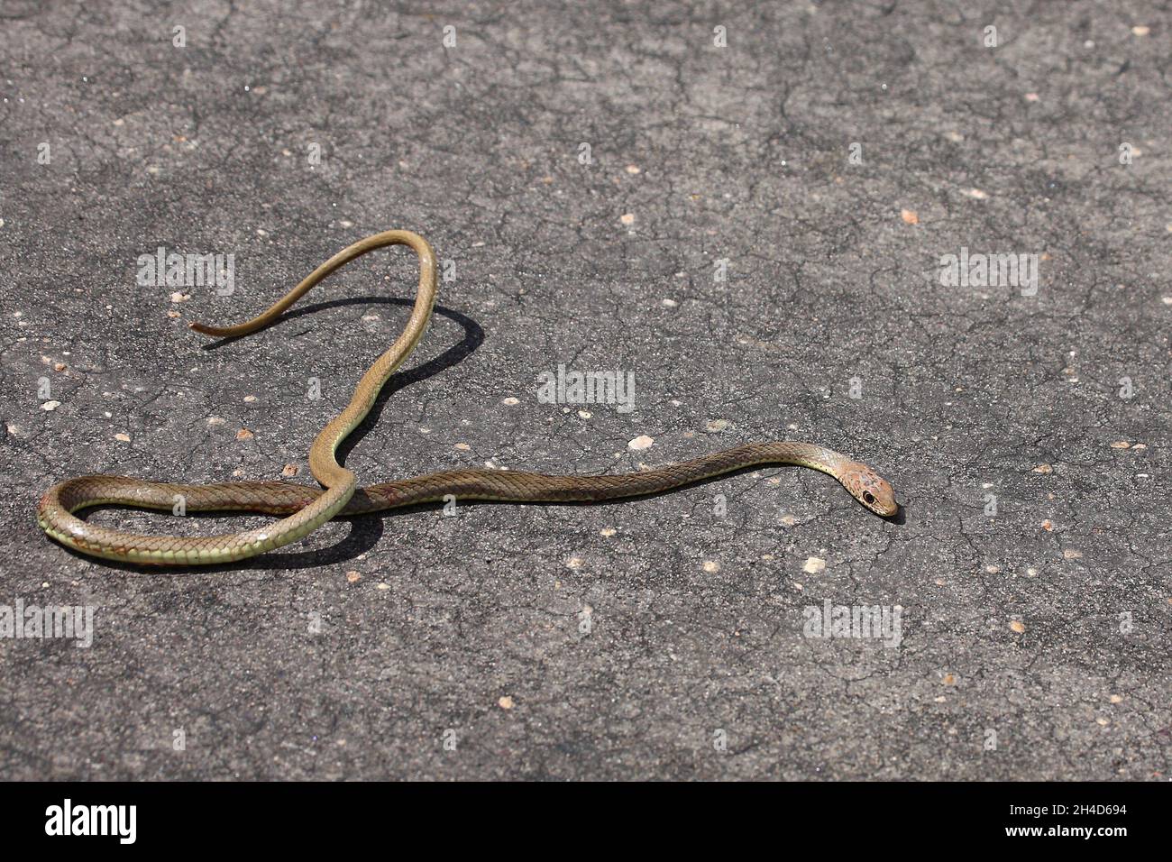 Olive whipe snake hi-res stock photography and images - Alamy
