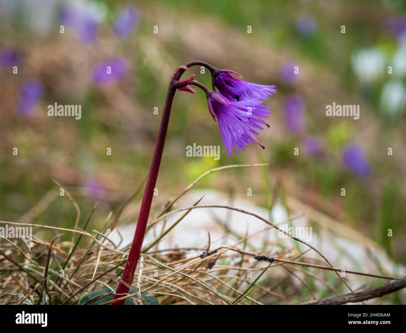 Italian Alps Wild Flowers at high elevation Stock Photo - Alamy