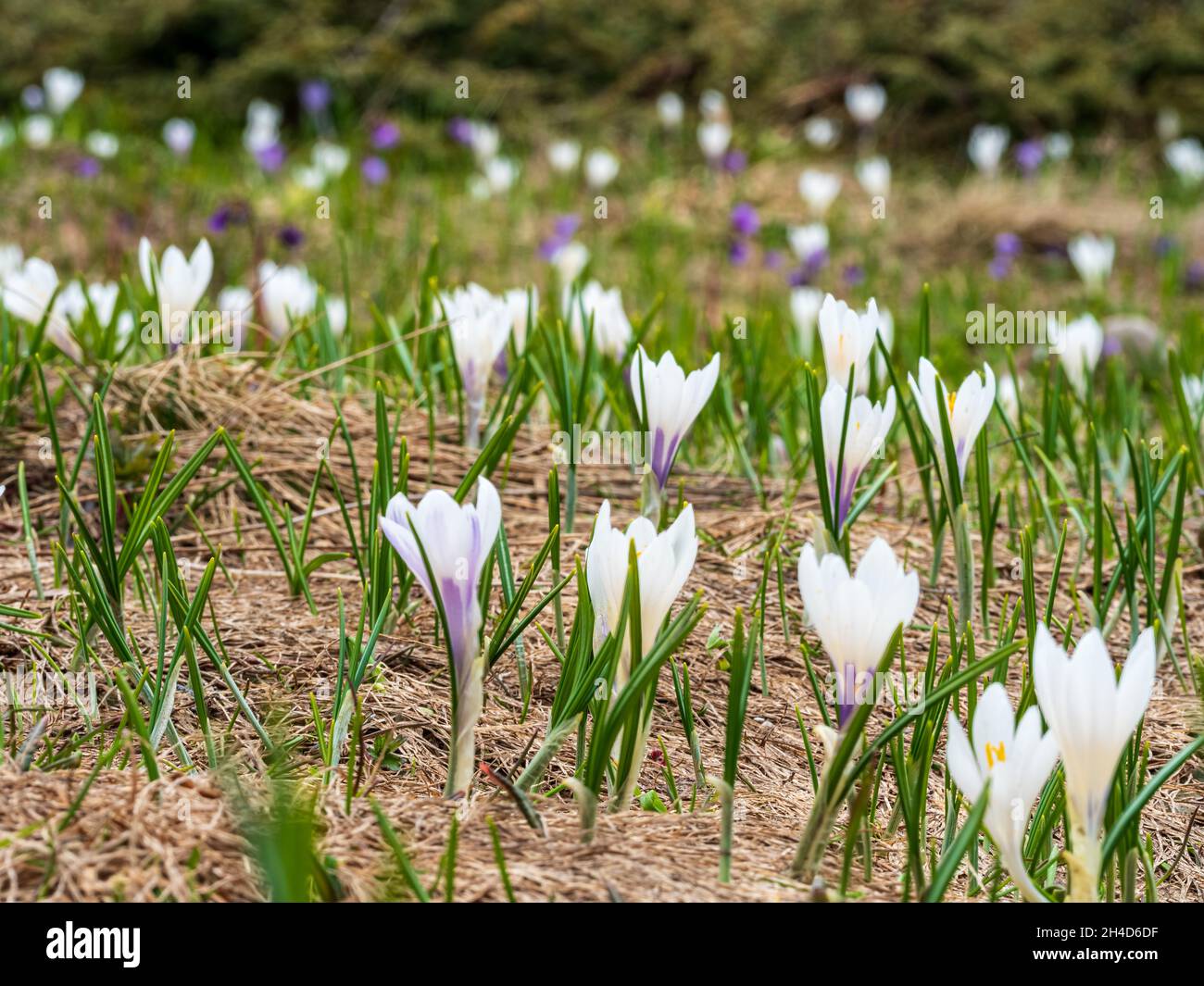 Italian Alps Wild Flowers at high elevation Stock Photo - Alamy