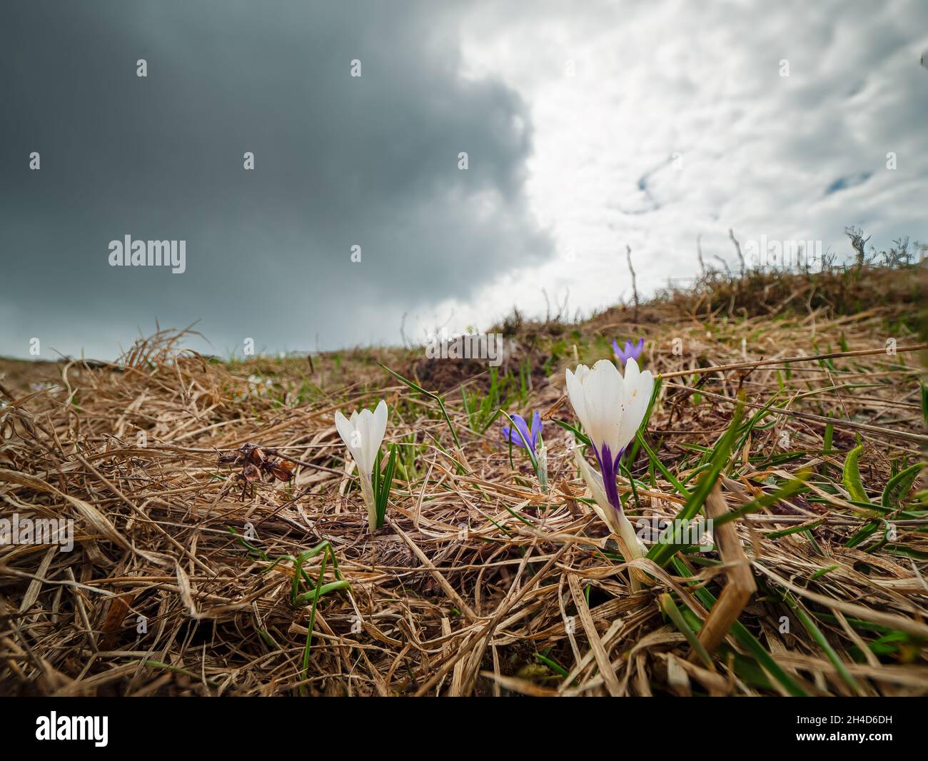 Italian Alps Wild Flowers at high elevation Stock Photo - Alamy