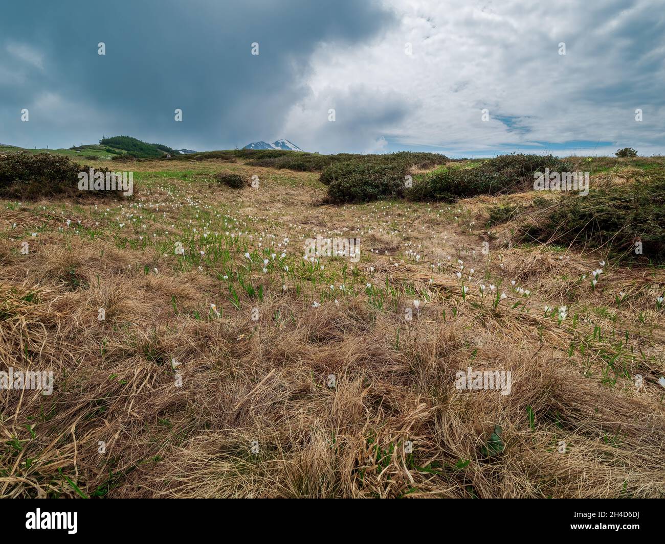 Italian Alps Wild Flowers at high elevation Stock Photo - Alamy