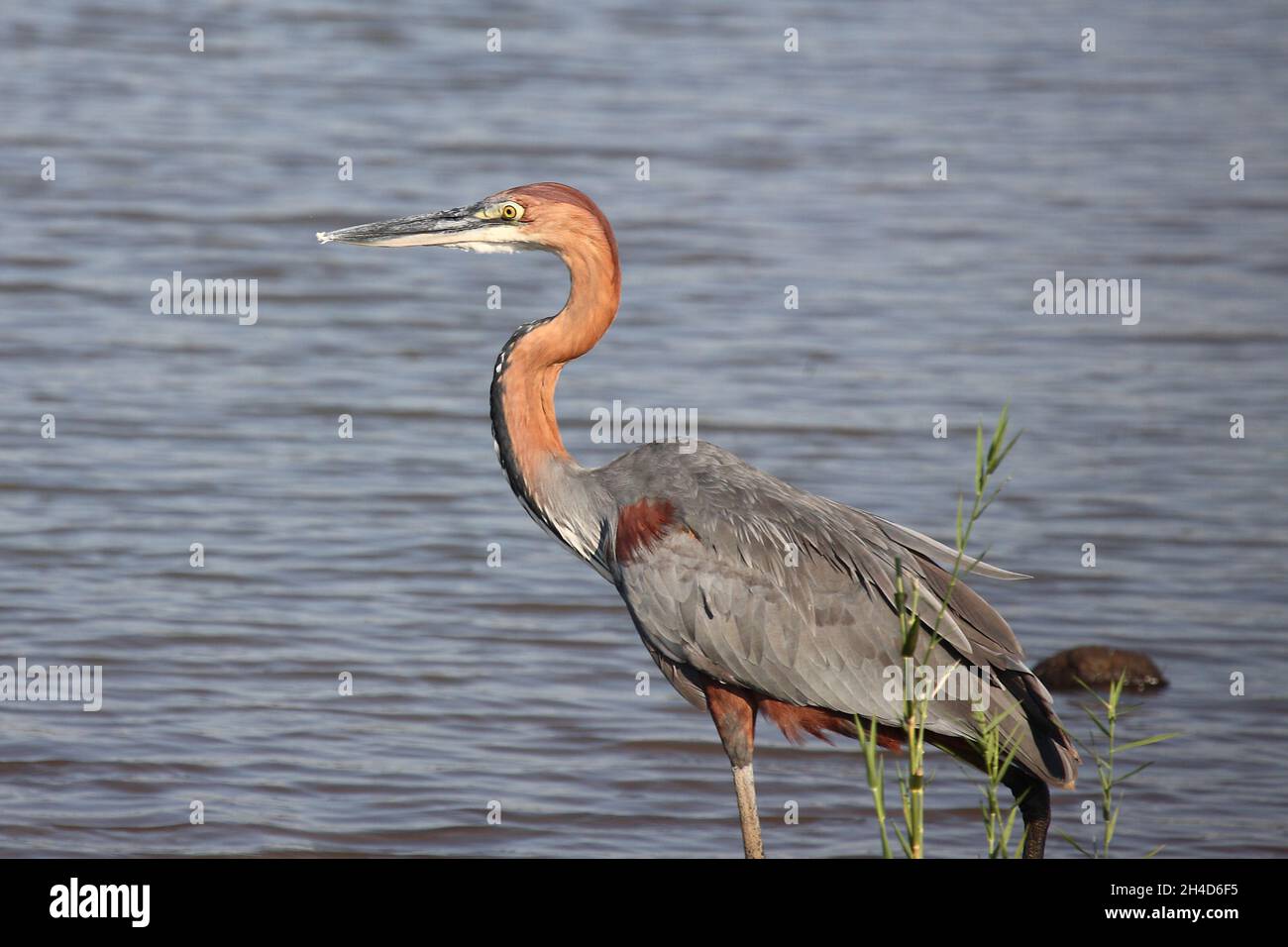 Goliathreiher / Goliath heron / Ardea goliath Stock Photo - Alamy