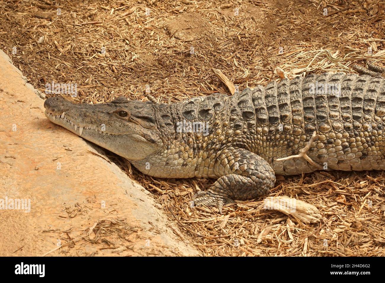 Mindoro crocodile hi-res stock photography and images - Alamy