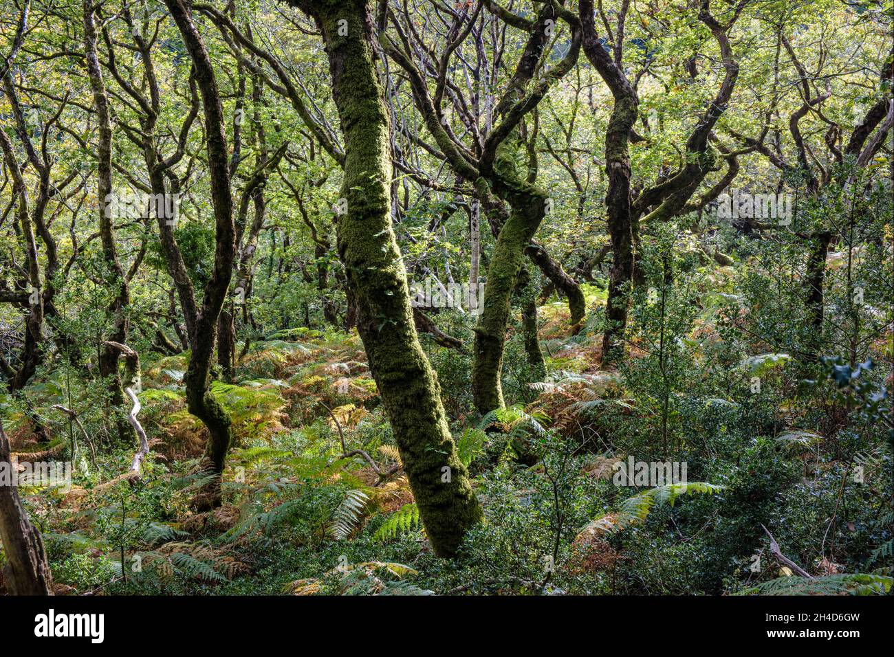 Horner Wood in autumn, Horner Combe, Exmoor National Park, Somerset ...