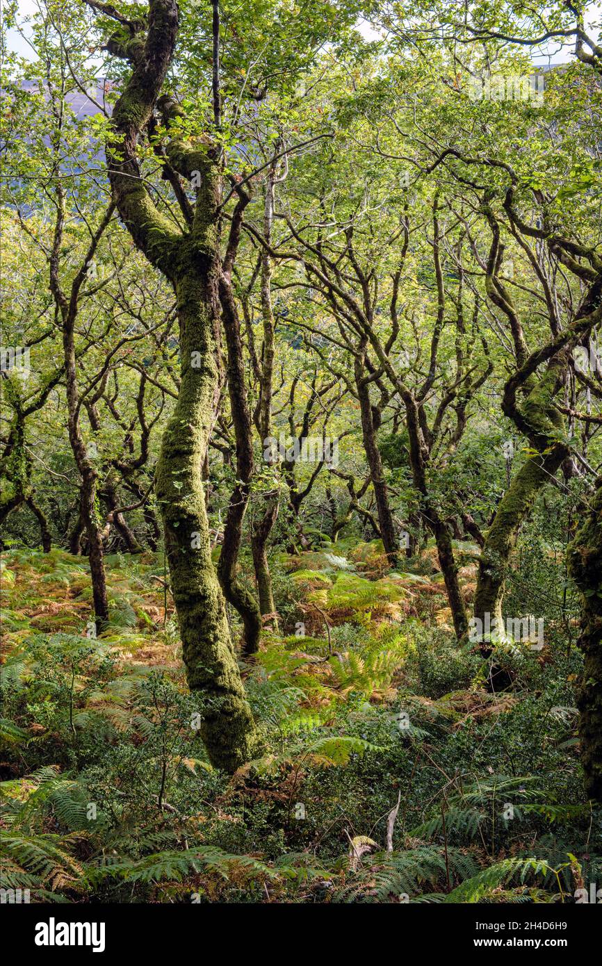Exmoor national park scenic trees hi-res stock photography and images ...