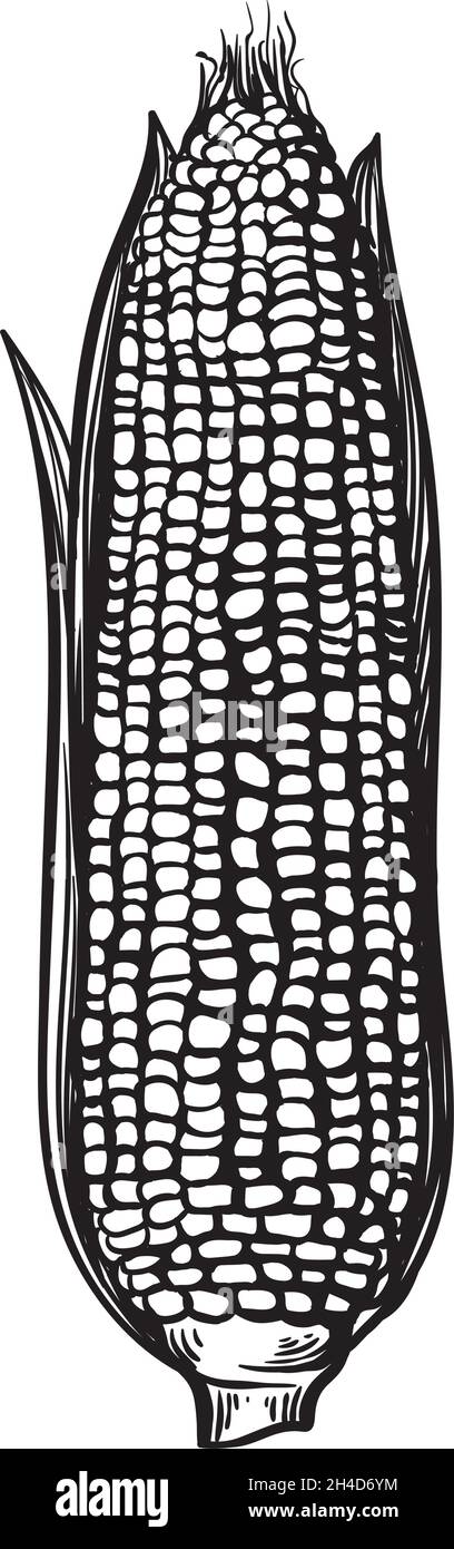 Hand drawn sketch style set of corn vegetable. Corncob with leafs ...
