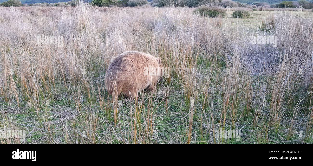 The rare wombats hi-res stock photography and images - Alamy