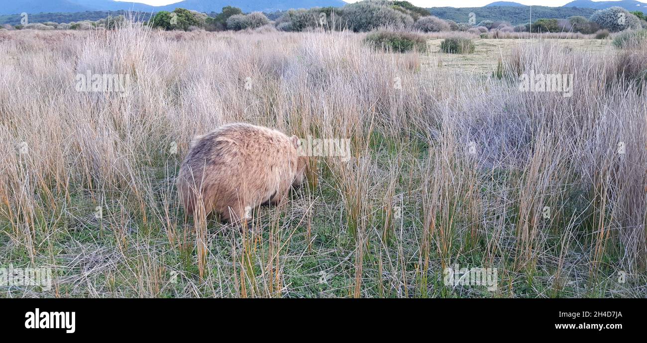 The rare wombats hi-res stock photography and images - Alamy