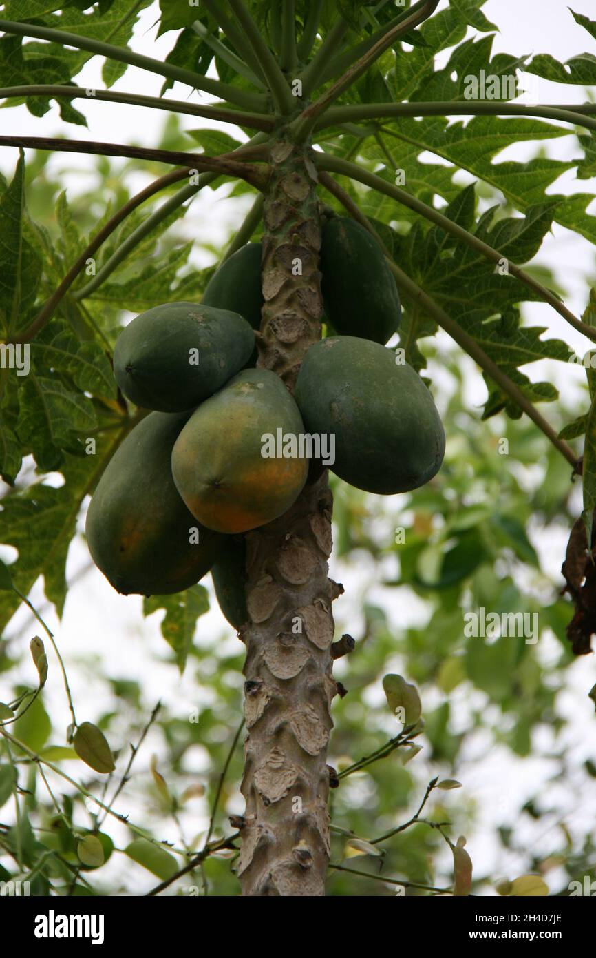 Papaye arbre hi-res stock photography and images - Alamy