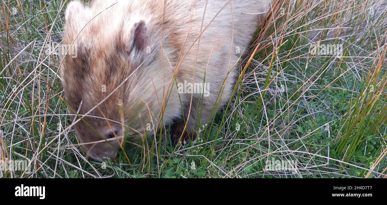 blonde wombat, Golden wombat, blonde wombat Having a feed, in a fled ...