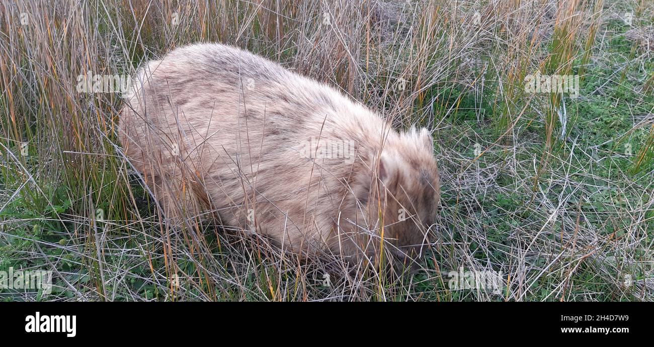 Wombat eating hi-res stock photography and images - Alamy
